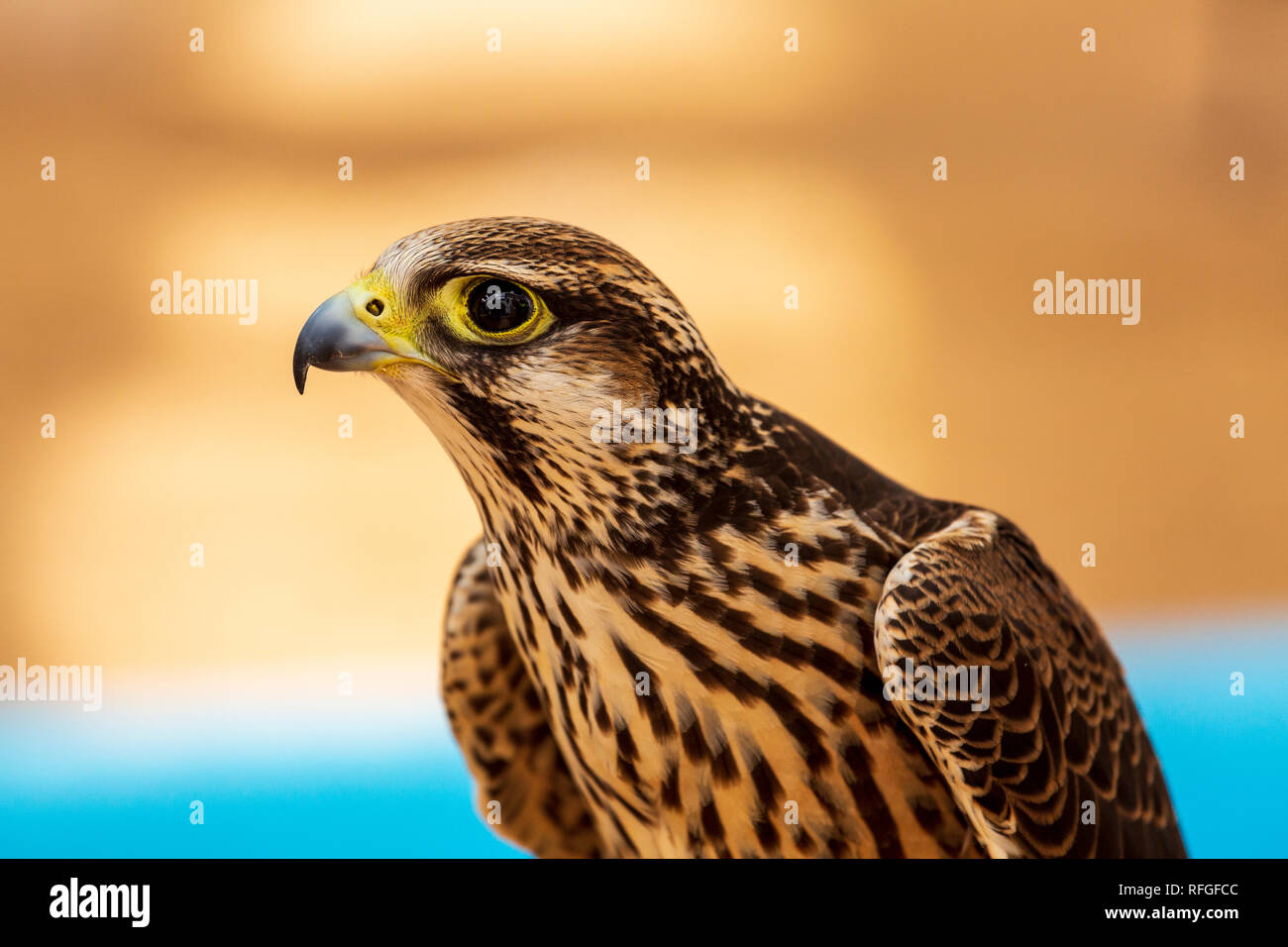 Falcon raptor bird of prey Stock Photo - Alamy