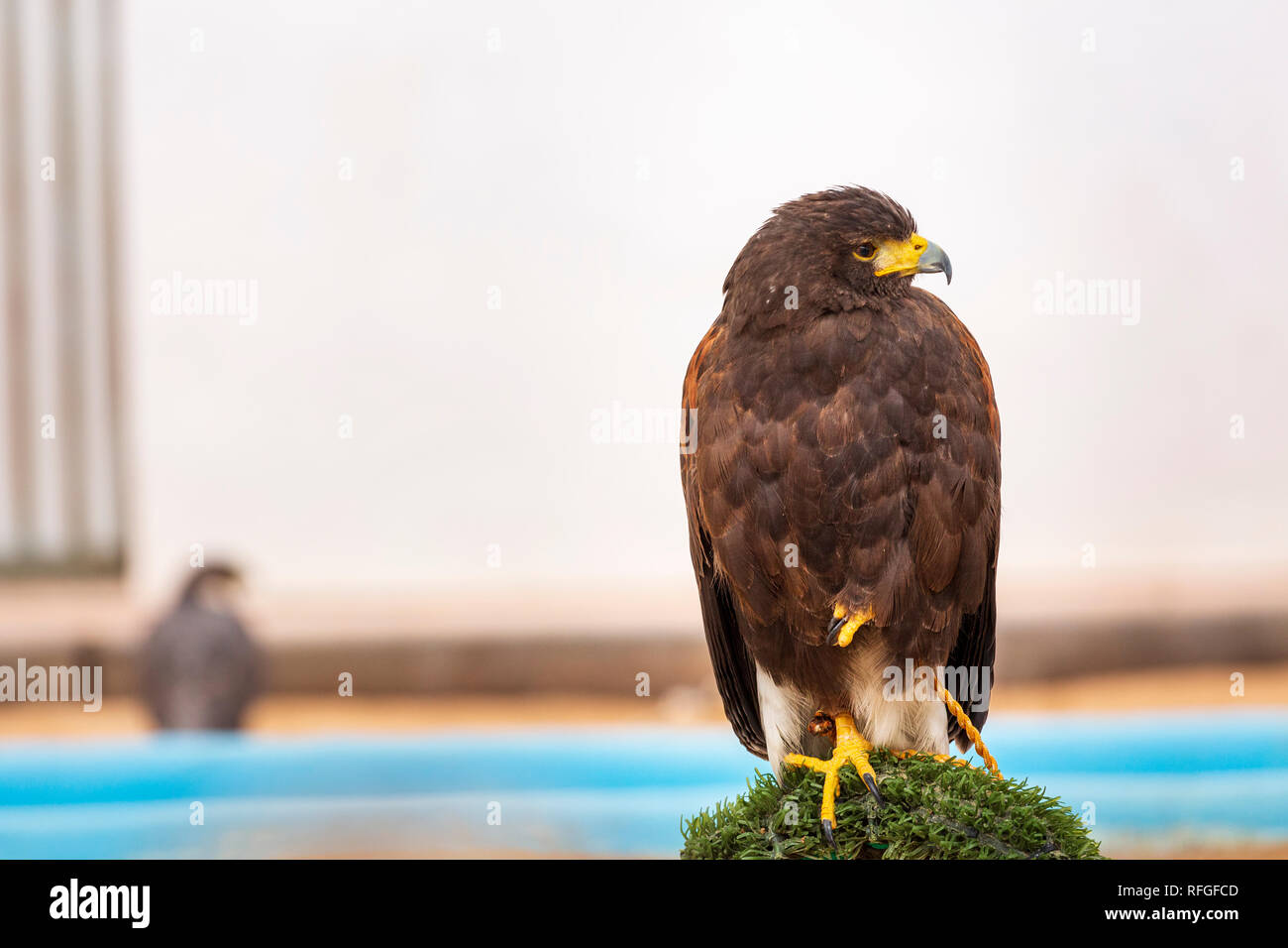 Harris hawks hunting hi-res stock photography and images - Alamy