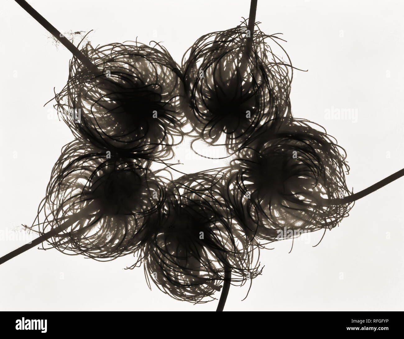 Natural forms hi-res stock photography and images - Alamy