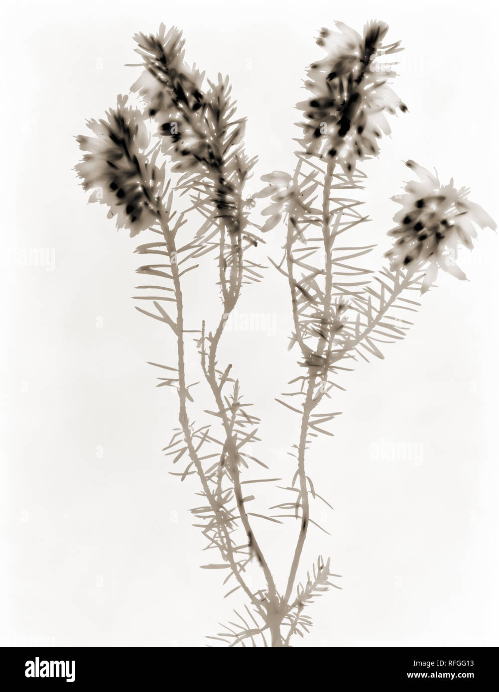 Natural forms hi-res stock photography and images - Alamy