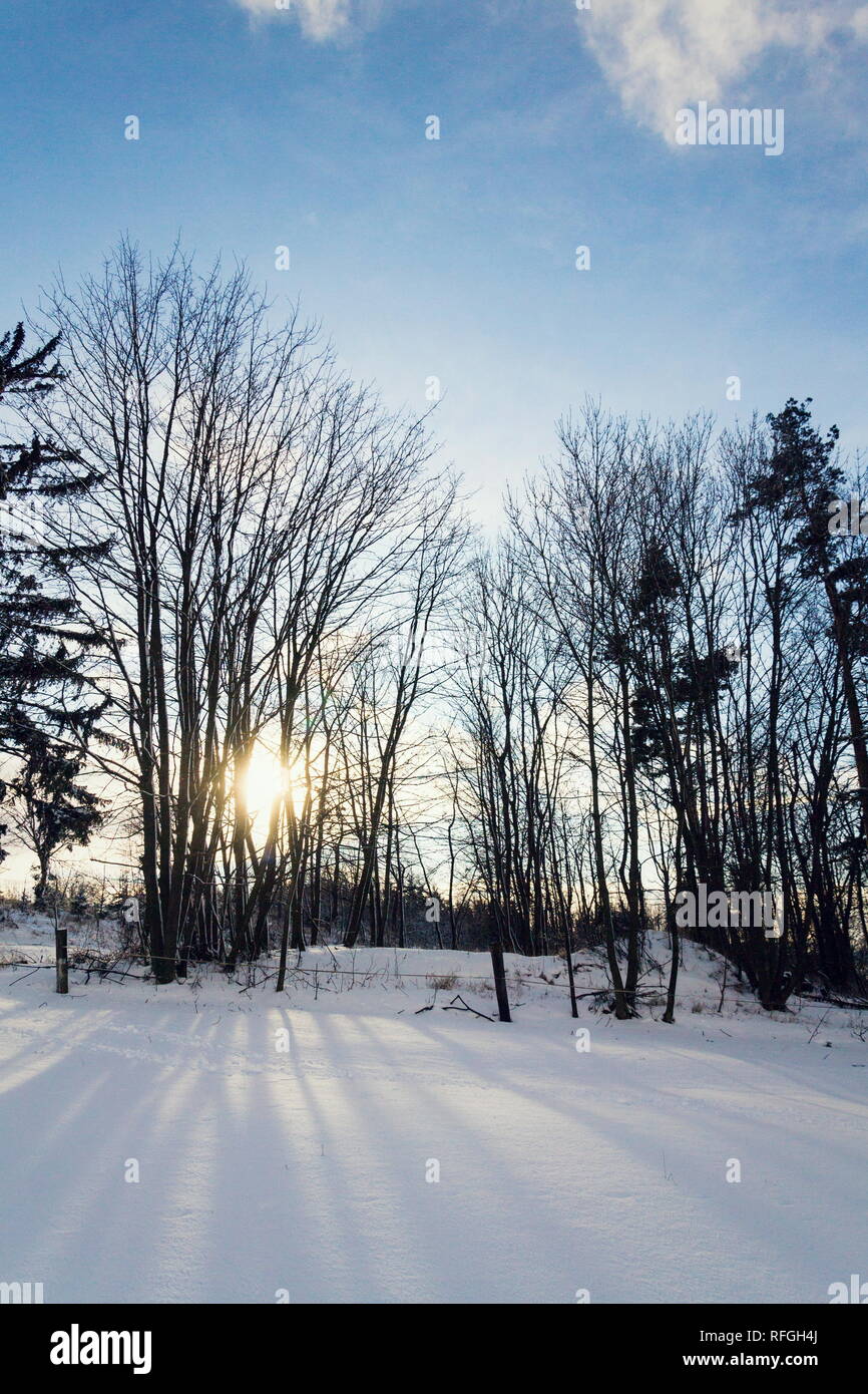 Sun beams passing through trees in beautiful snowy sunny winter ...