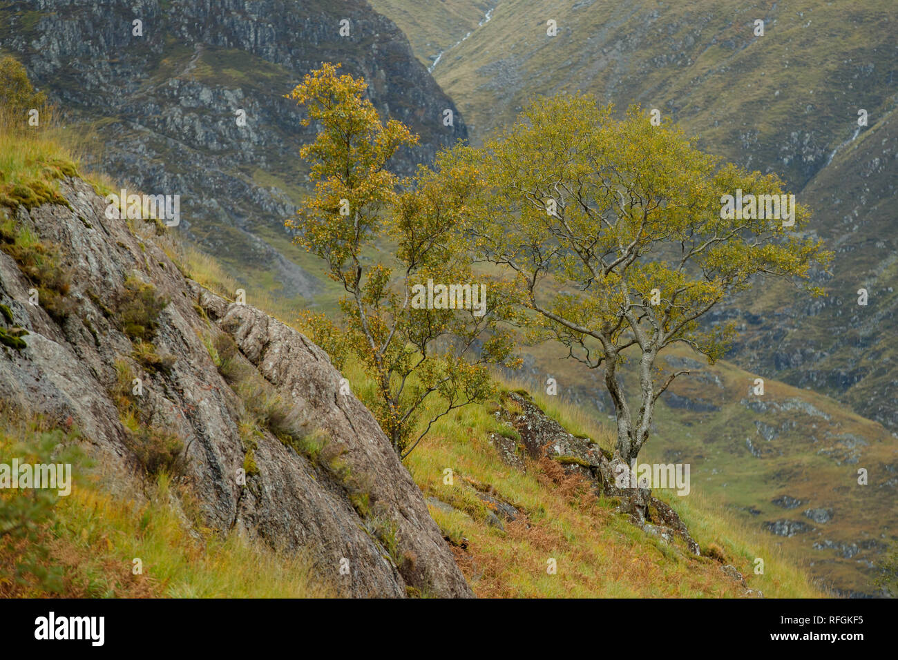 Scotland tree mountain landscape hi-res stock photography and images ...