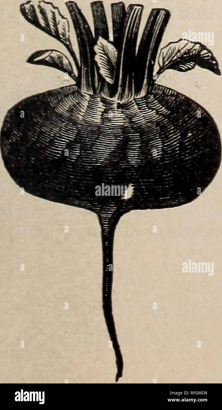 George beets hi-res stock photography and images - Alamy