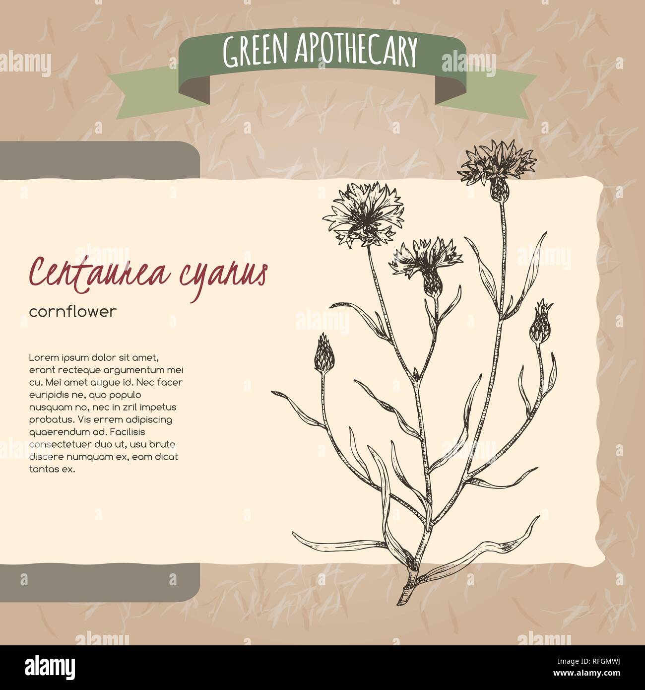 Bachelor Button Sketch