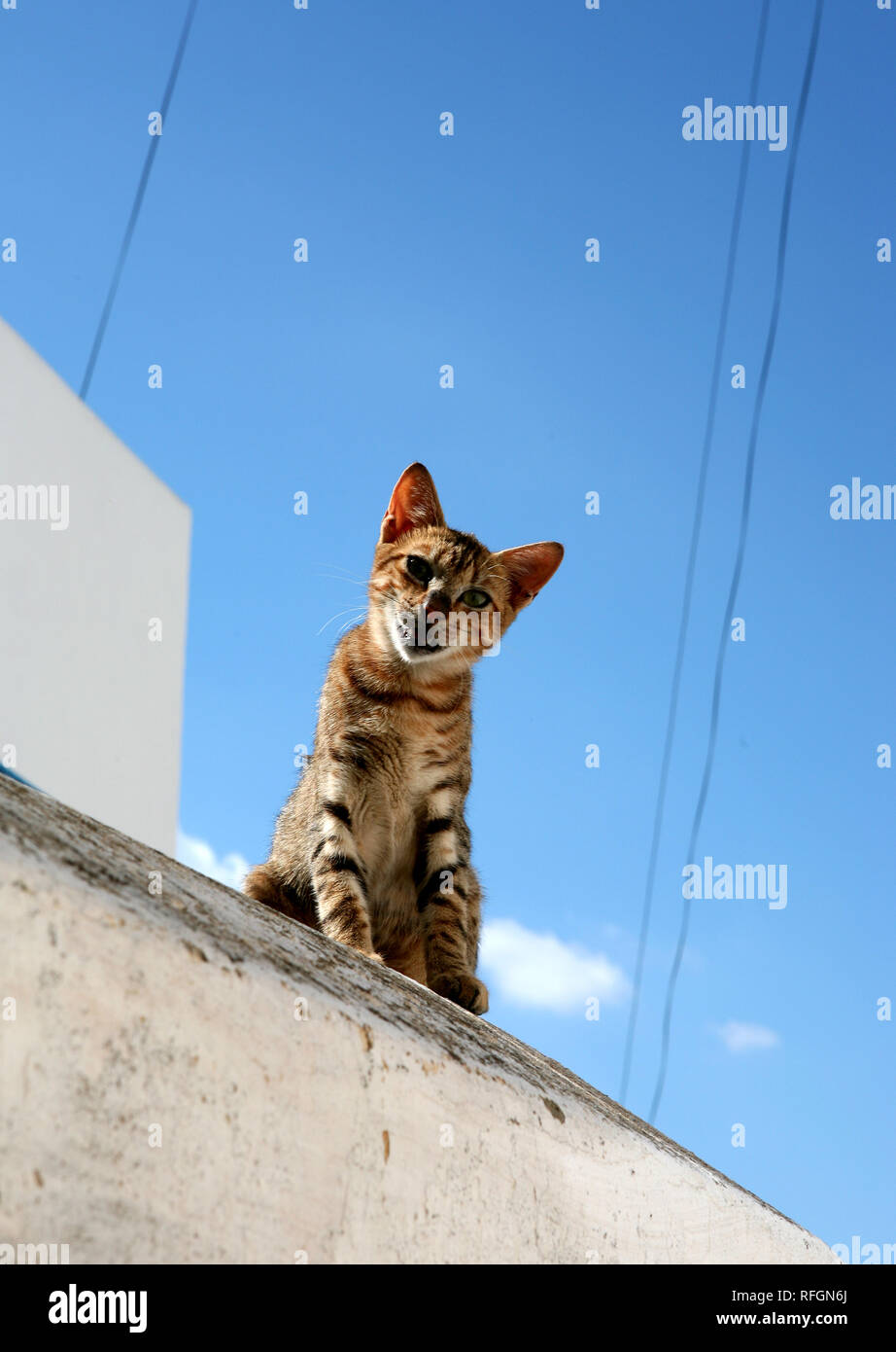 Cat peeks over the wall Stock Photo - Alamy