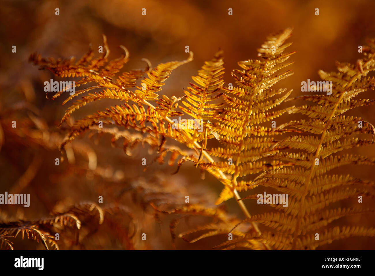 Branches of a orange coloured fern Stock Photo - Alamy