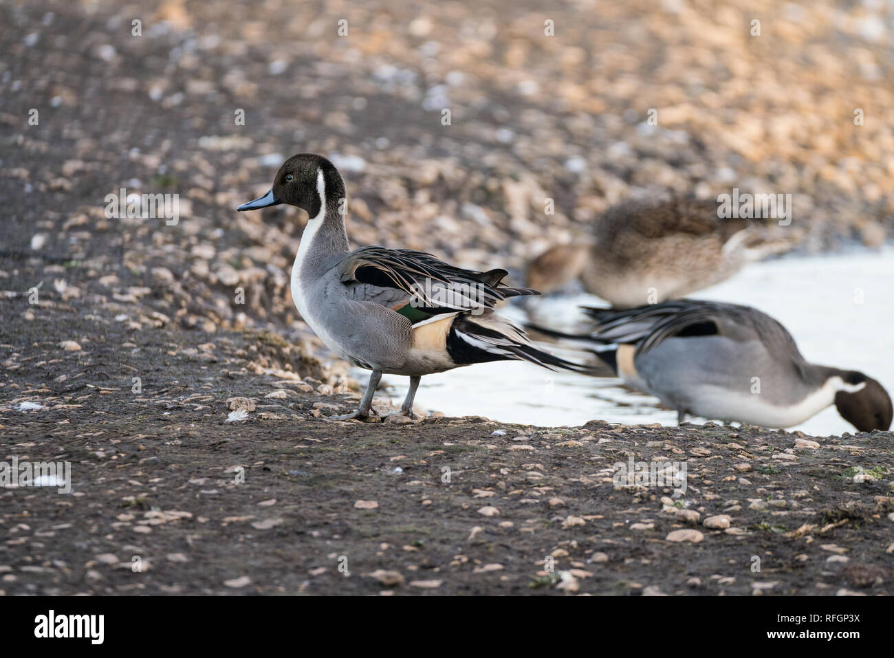 Northern pintail duck anas acuta hi-res stock photography and images ...