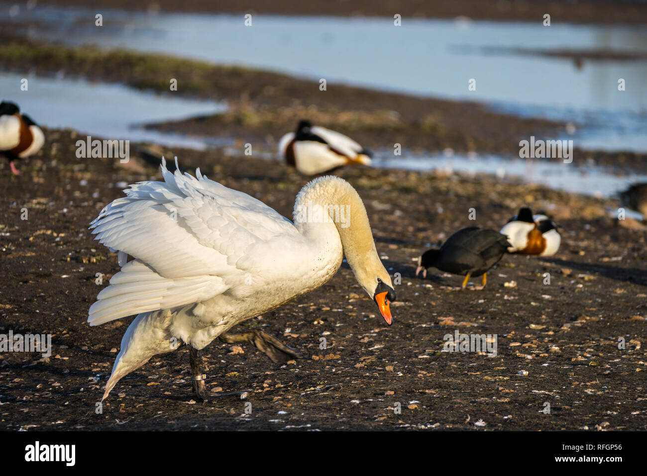 Close up of a Mute Swan (Cygnus olor) in threat pose chasing a rival ...