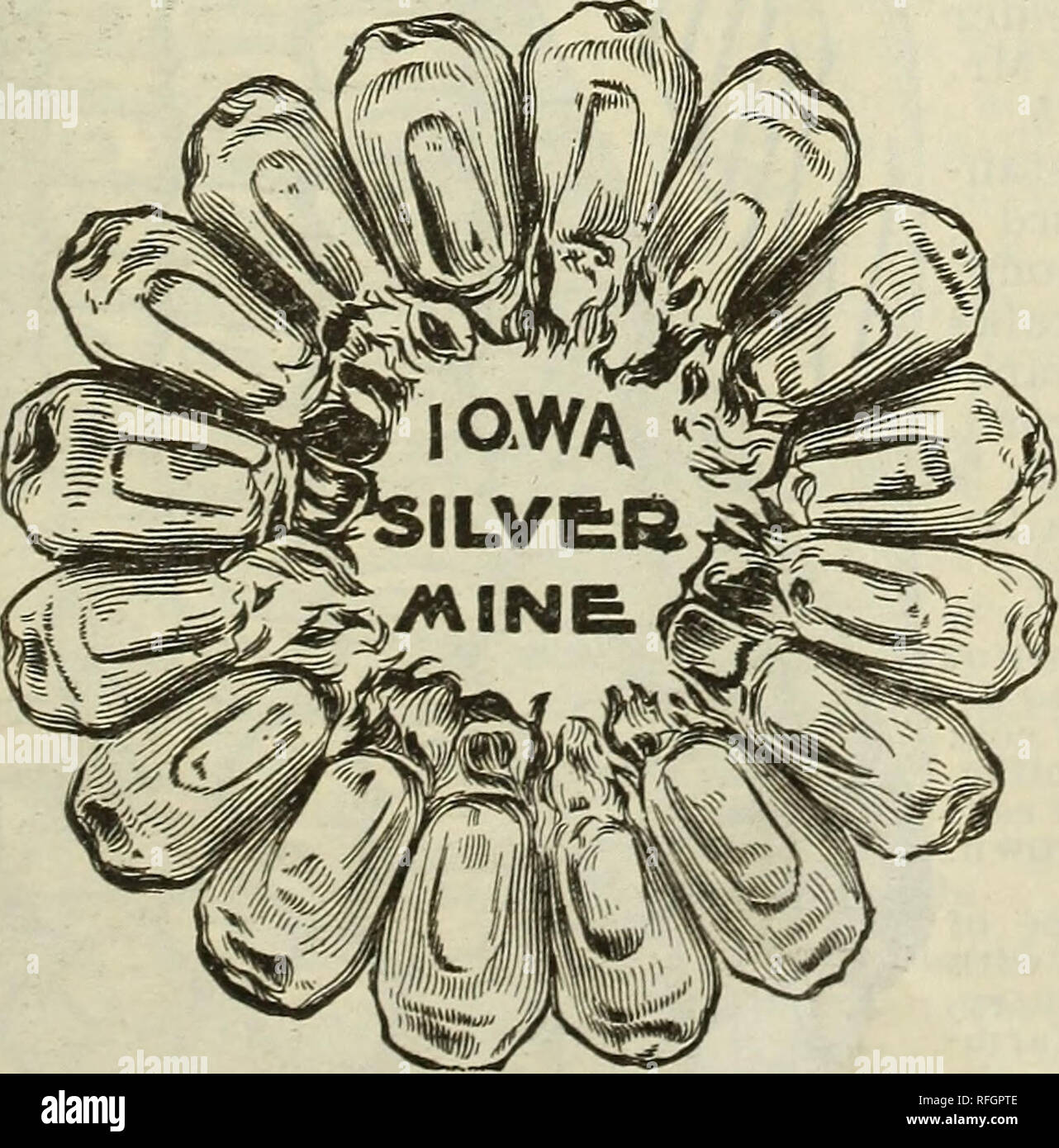 Reid's yellow dent corn hi-res stock photography and images - Alamy