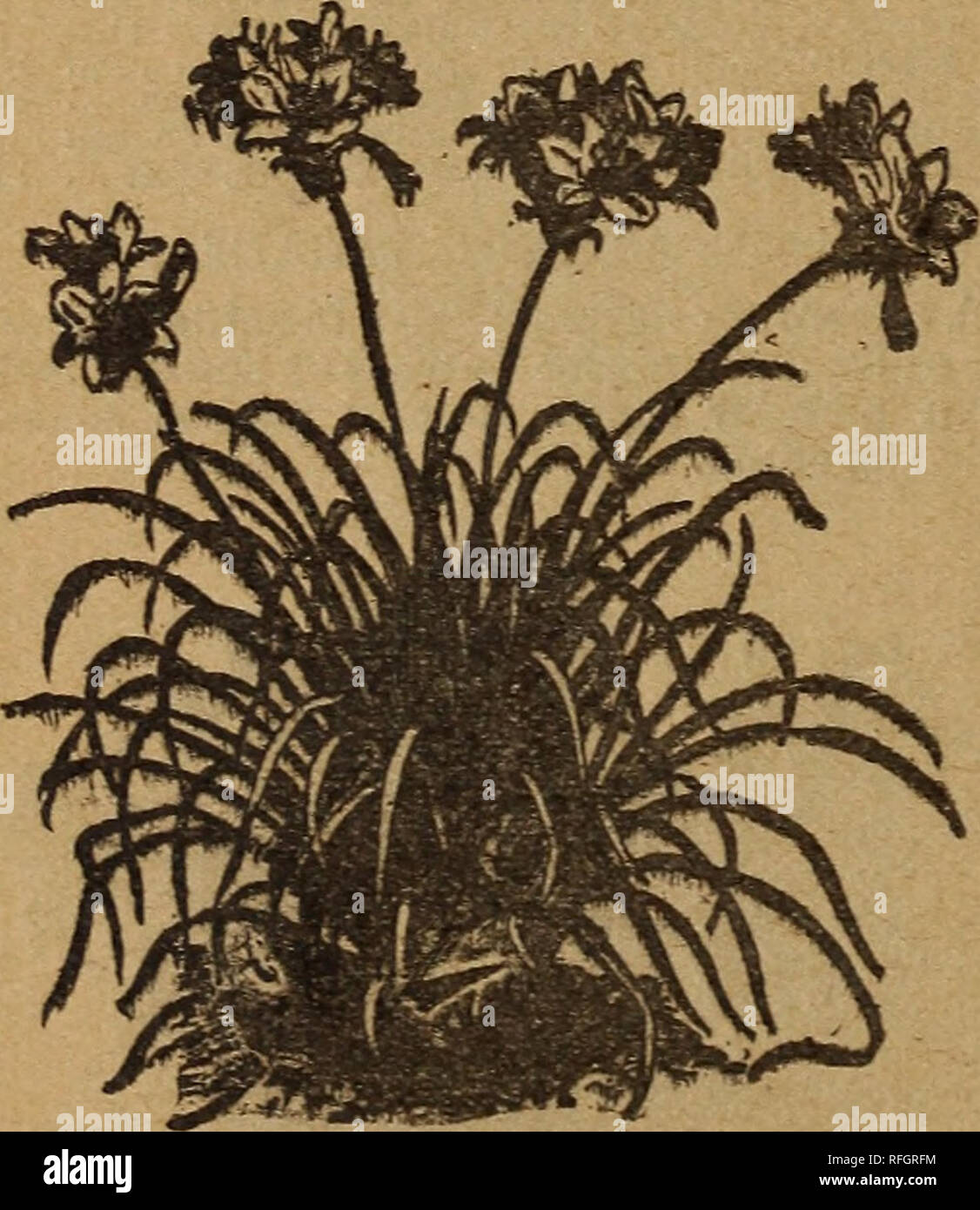 . Park's illustrated list of hardy bulbs for 1900. Nursery stock ...
