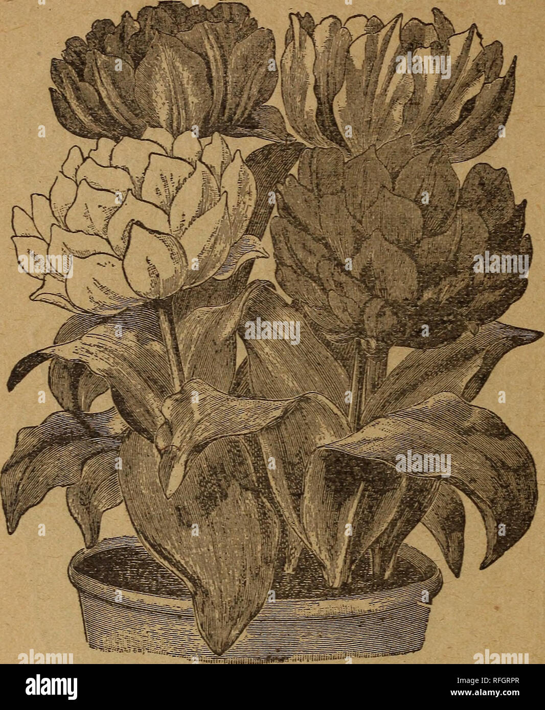 . Park's illustrated list of hardy bulbs for 1900. Nursery stock ...