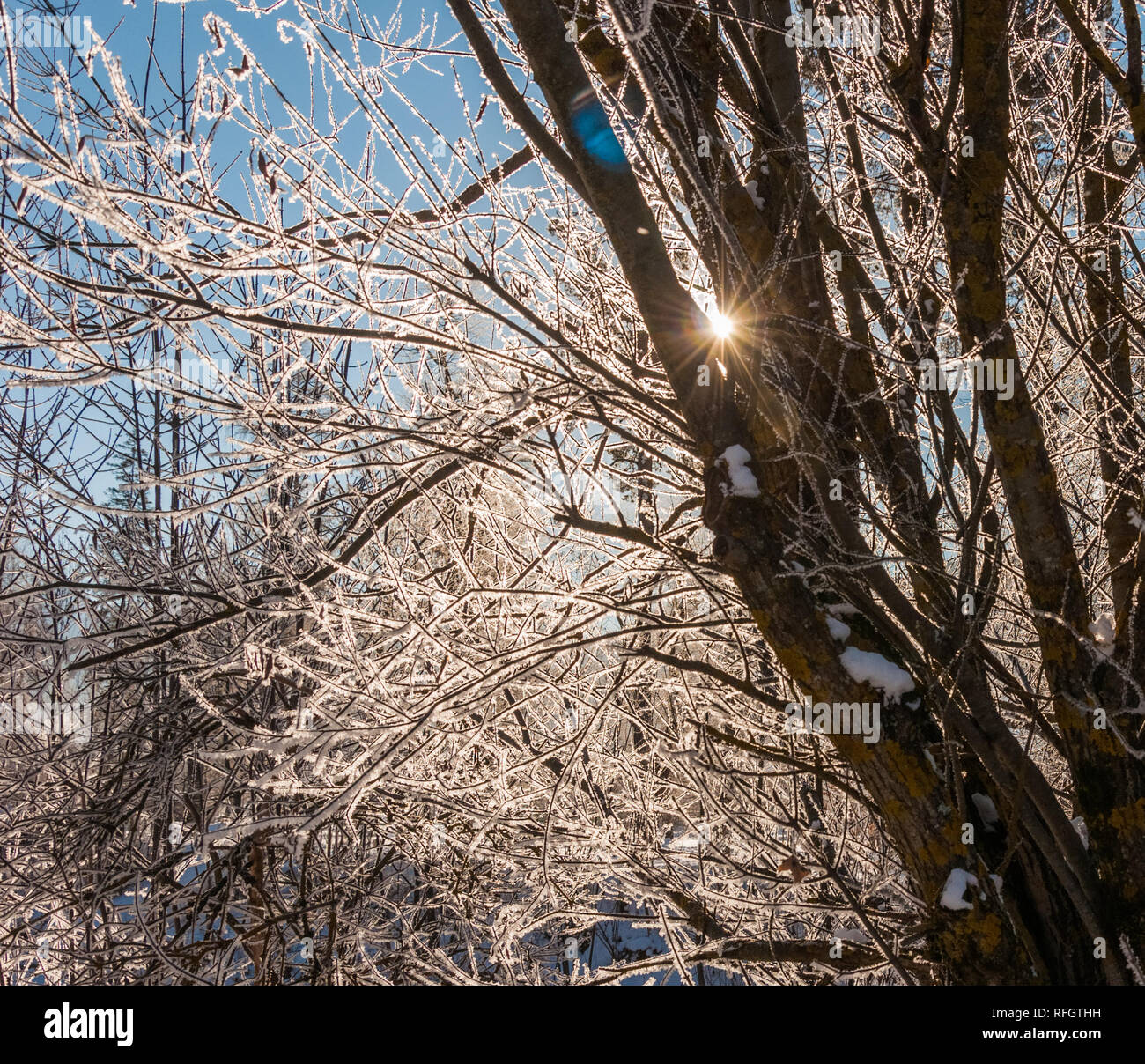 Sun filters through branches hi-res stock photography and images - Alamy