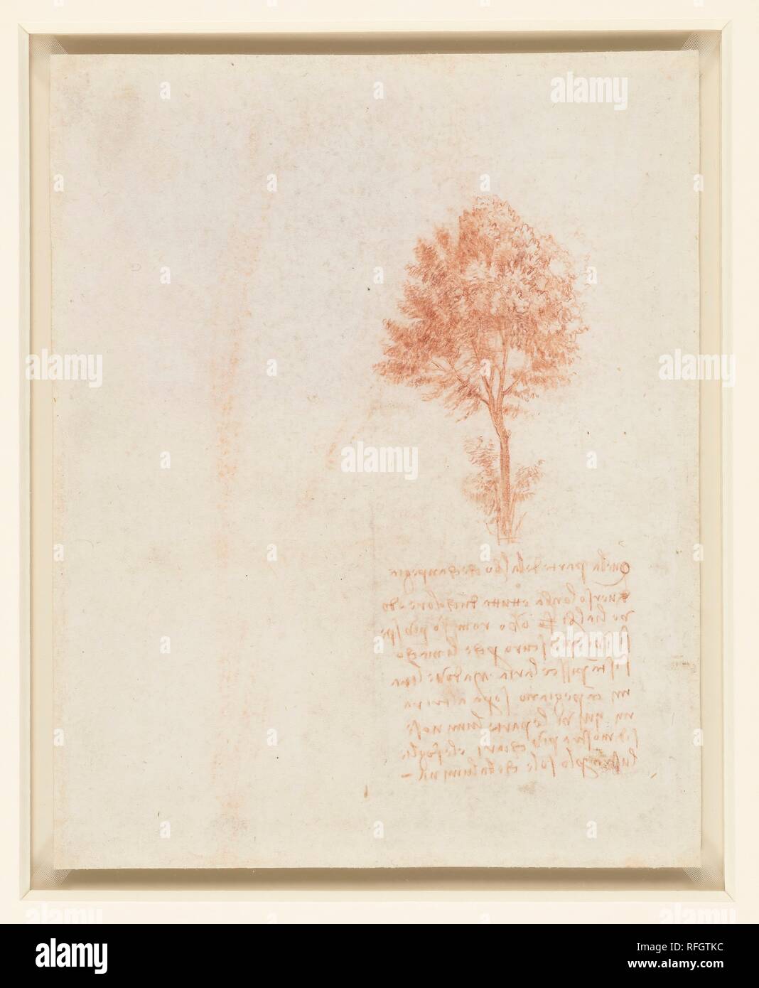Leonardo da Vinci. A stand of trees. Verso: A tree c.1500 Stock Photo ...