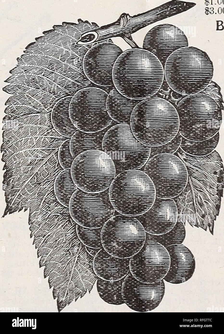 Shaffers colossal raspberry hi-res stock photography and images - Alamy