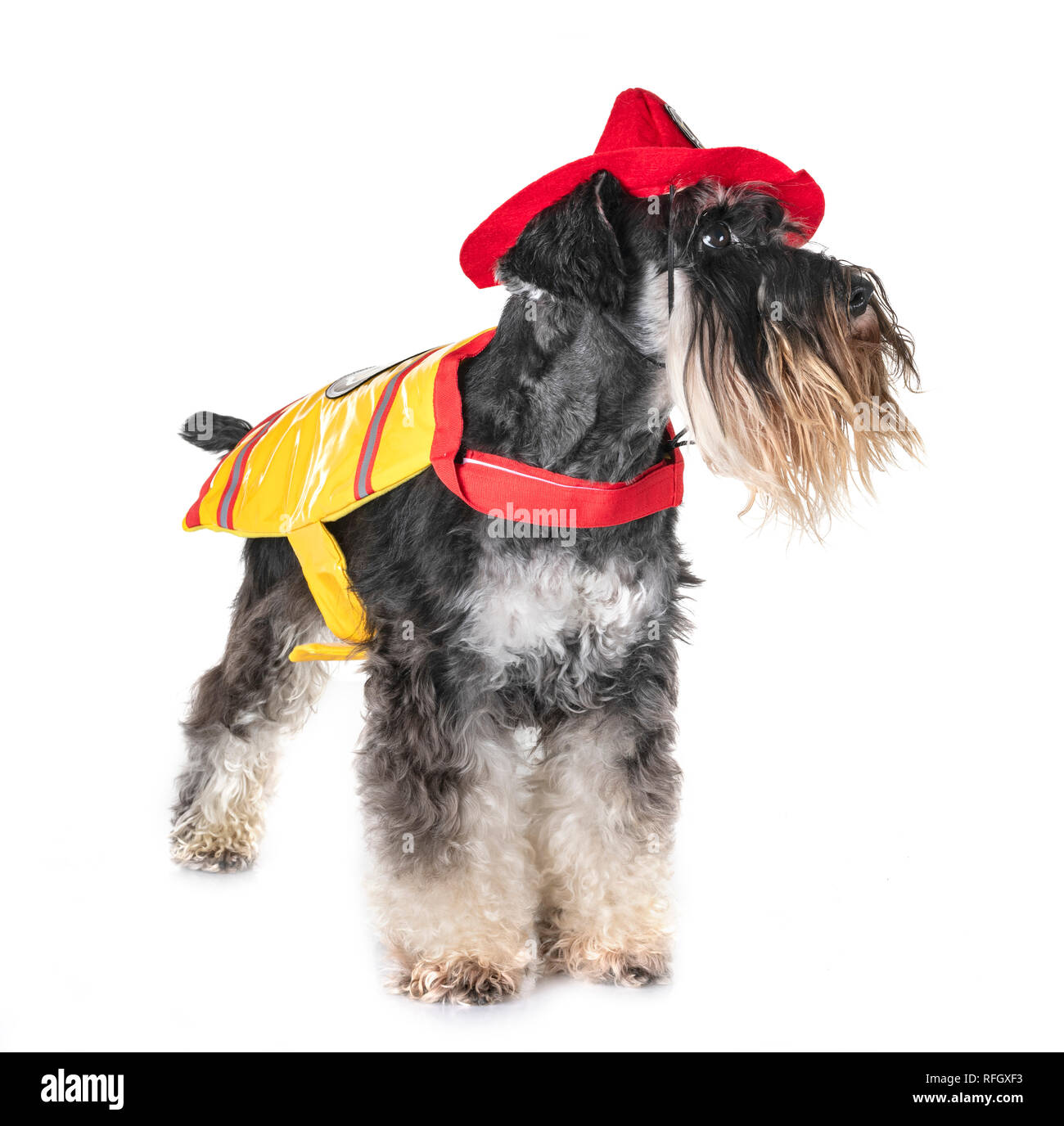 firefighter schnauzer in front of white background Stock Photo - Alamy