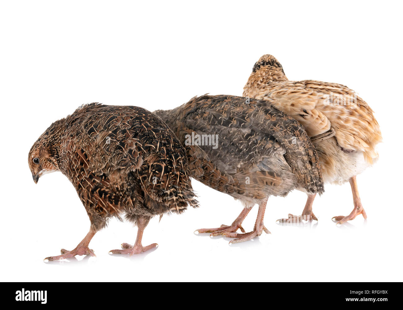 Japanese quail in front of white background Stock Photo - Alamy
