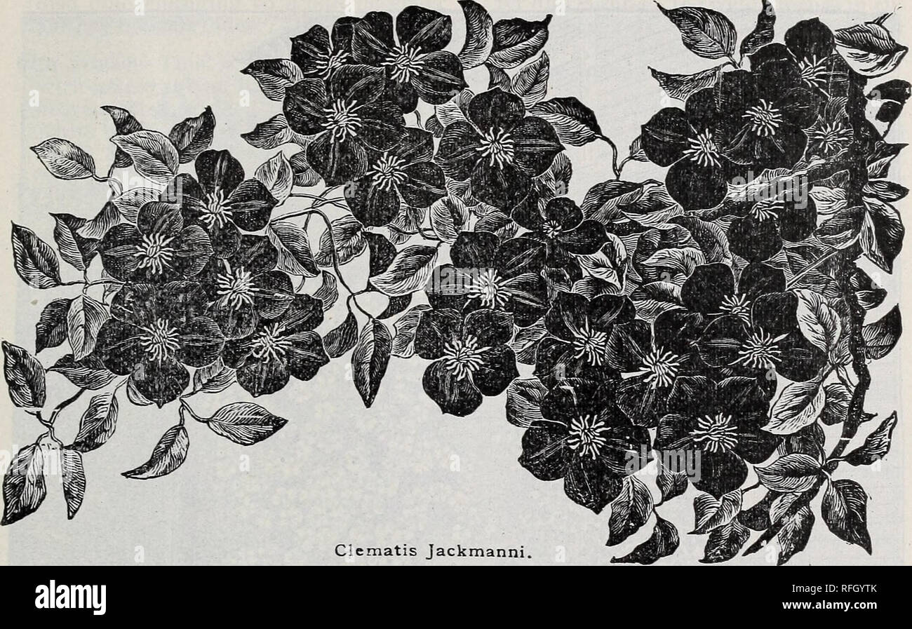 Xenia flowers hi-res stock photography and images - Alamy