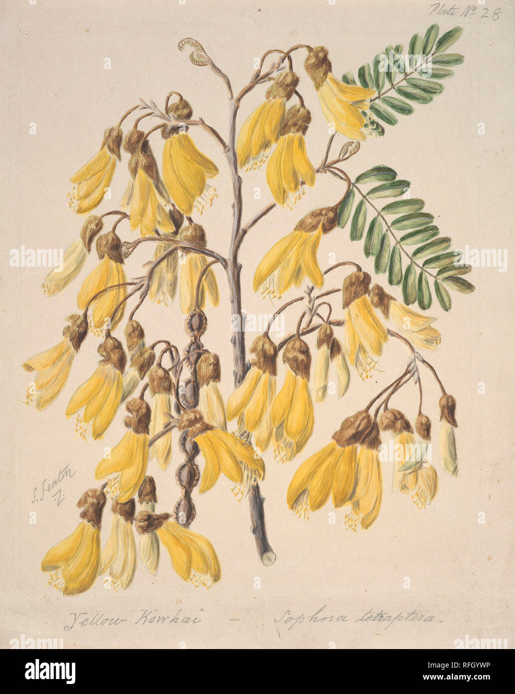 Kowhai illustration hi-res stock photography and images - Alamy