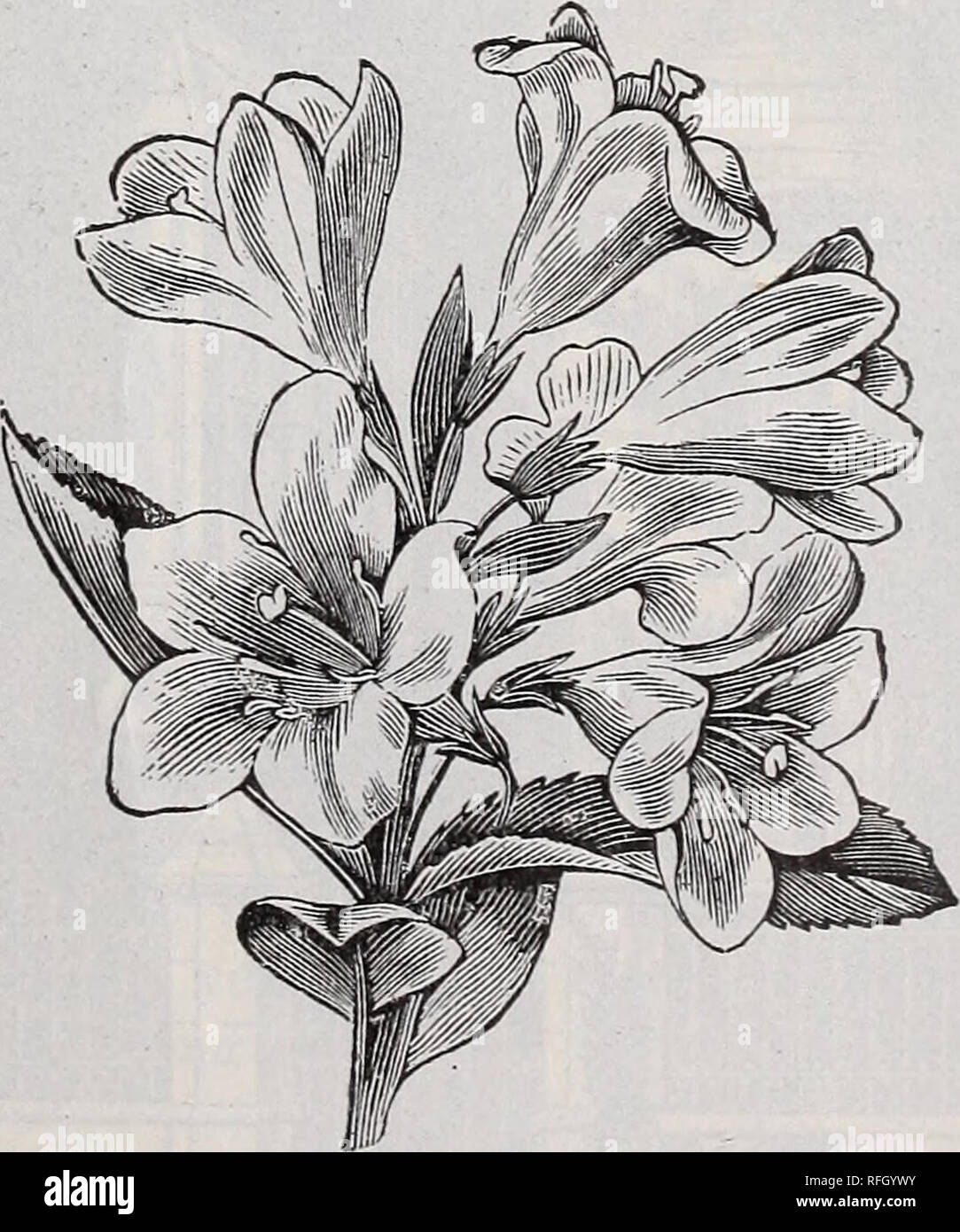 Xenia flowers hi-res stock photography and images - Alamy