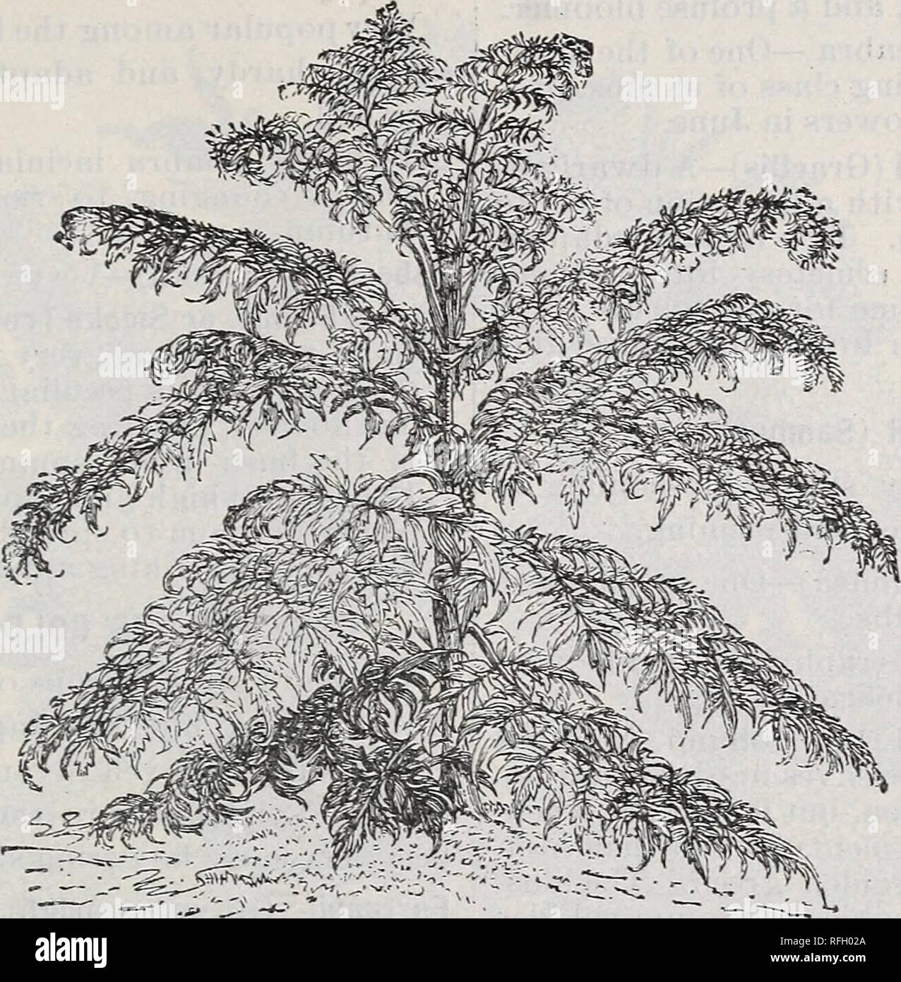 Xenia flowers hi-res stock photography and images - Alamy