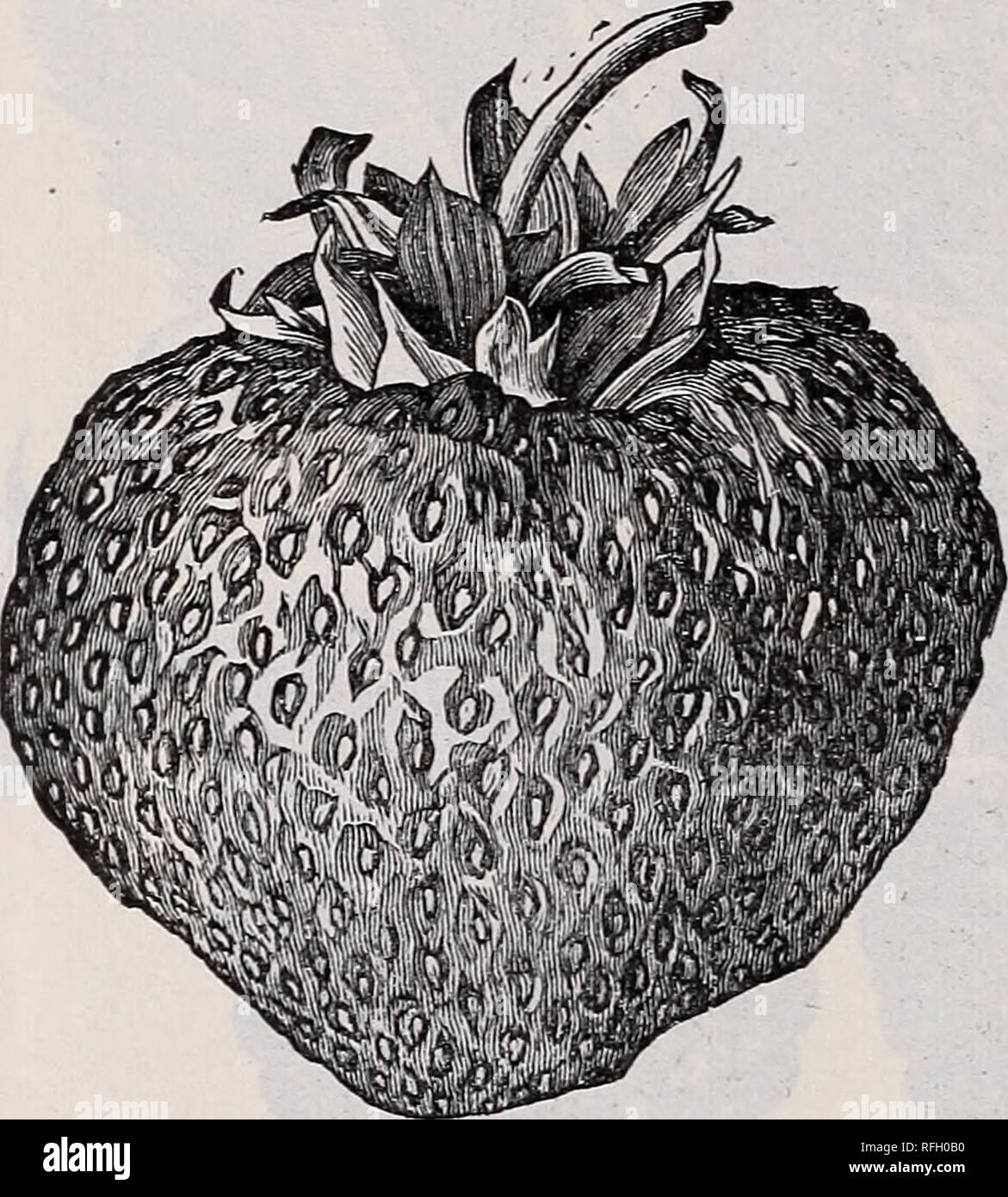 Xenia flowers hi-res stock photography and images - Alamy