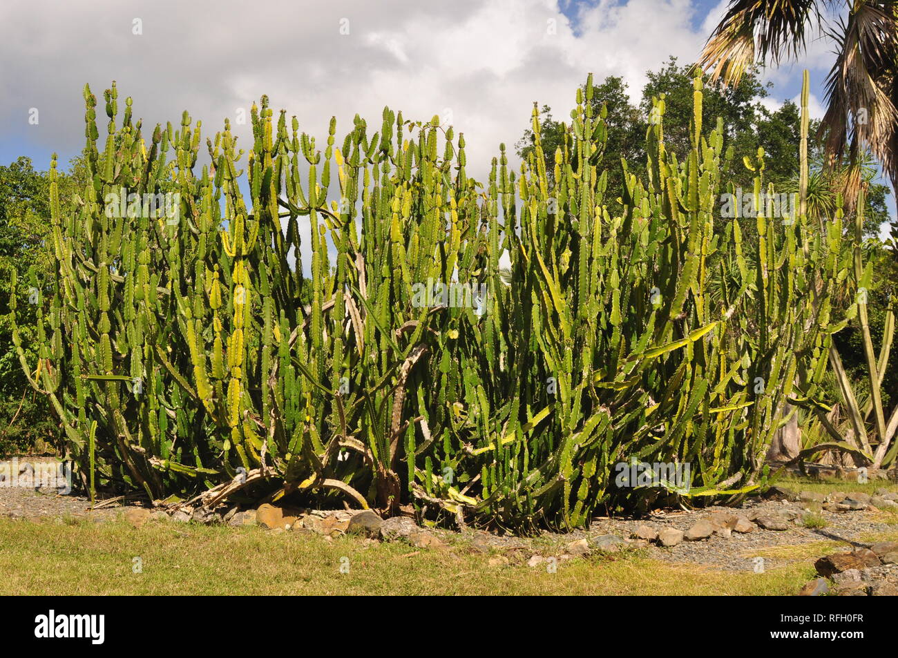 A Large Bunch of Cactus taken at St. George Village Botanical Garden in ...