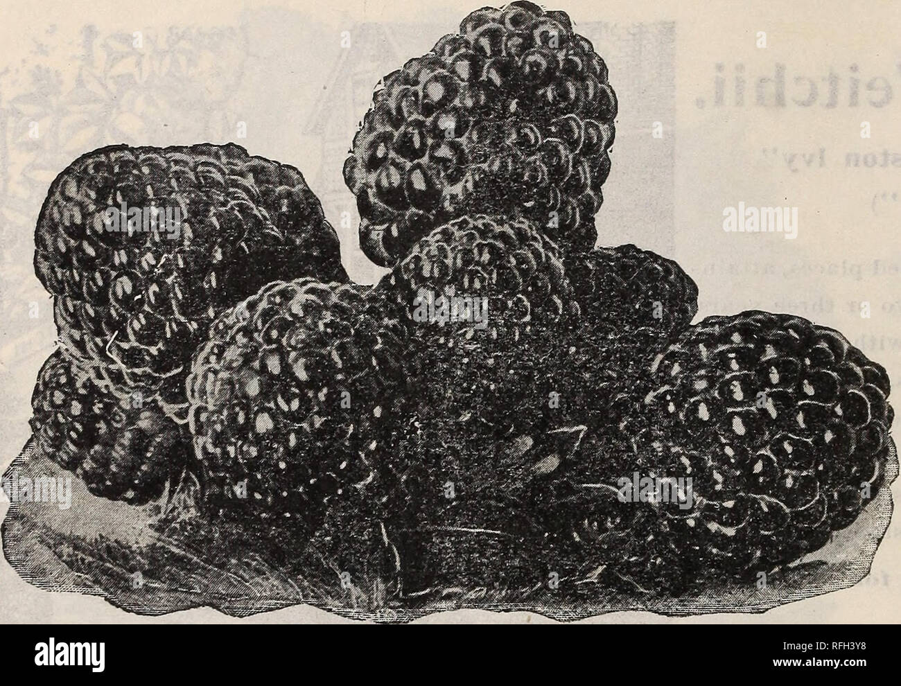 Cuthbert variety hi-res stock photography and images - Alamy