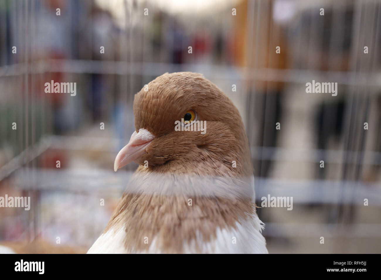 Weekly pigeon market hi-res stock photography and images - Alamy