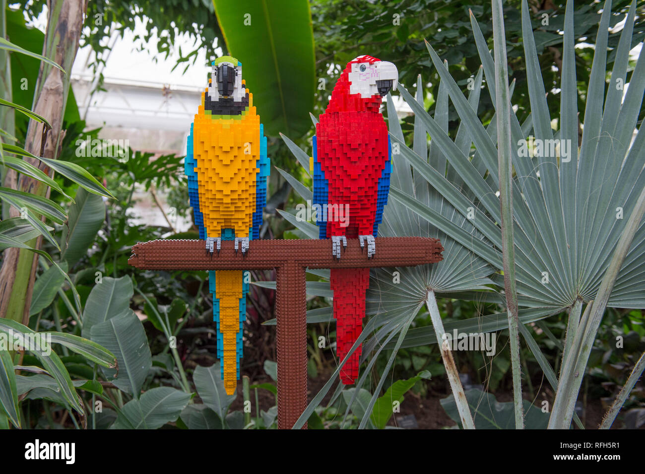Parrots made of lego hi-res stock photography and images - Alamy