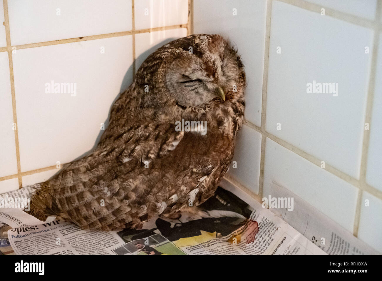 Frozen cage hi-res stock photography and images - Alamy