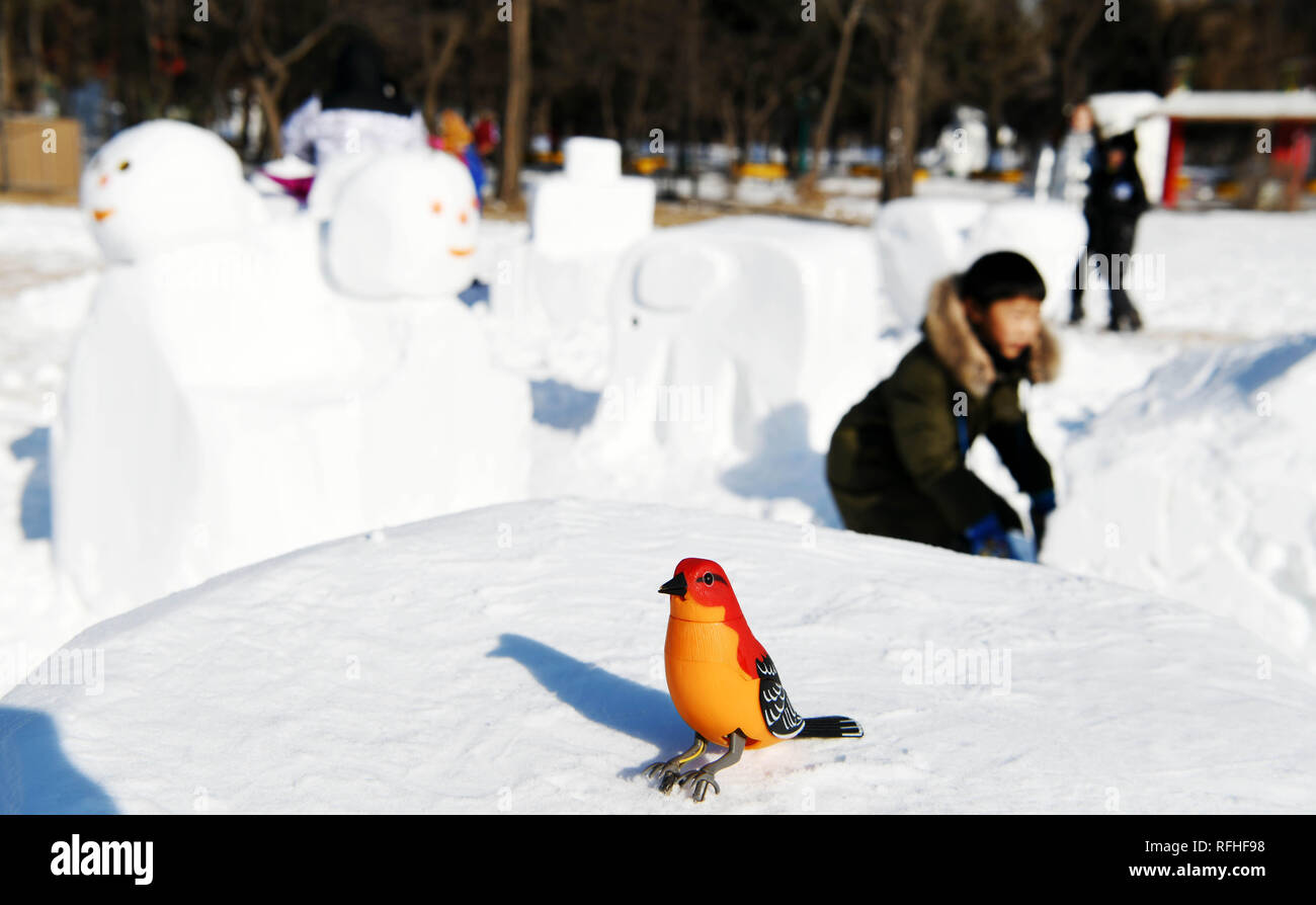 Harbin a bird hi-res stock photography and images - Alamy