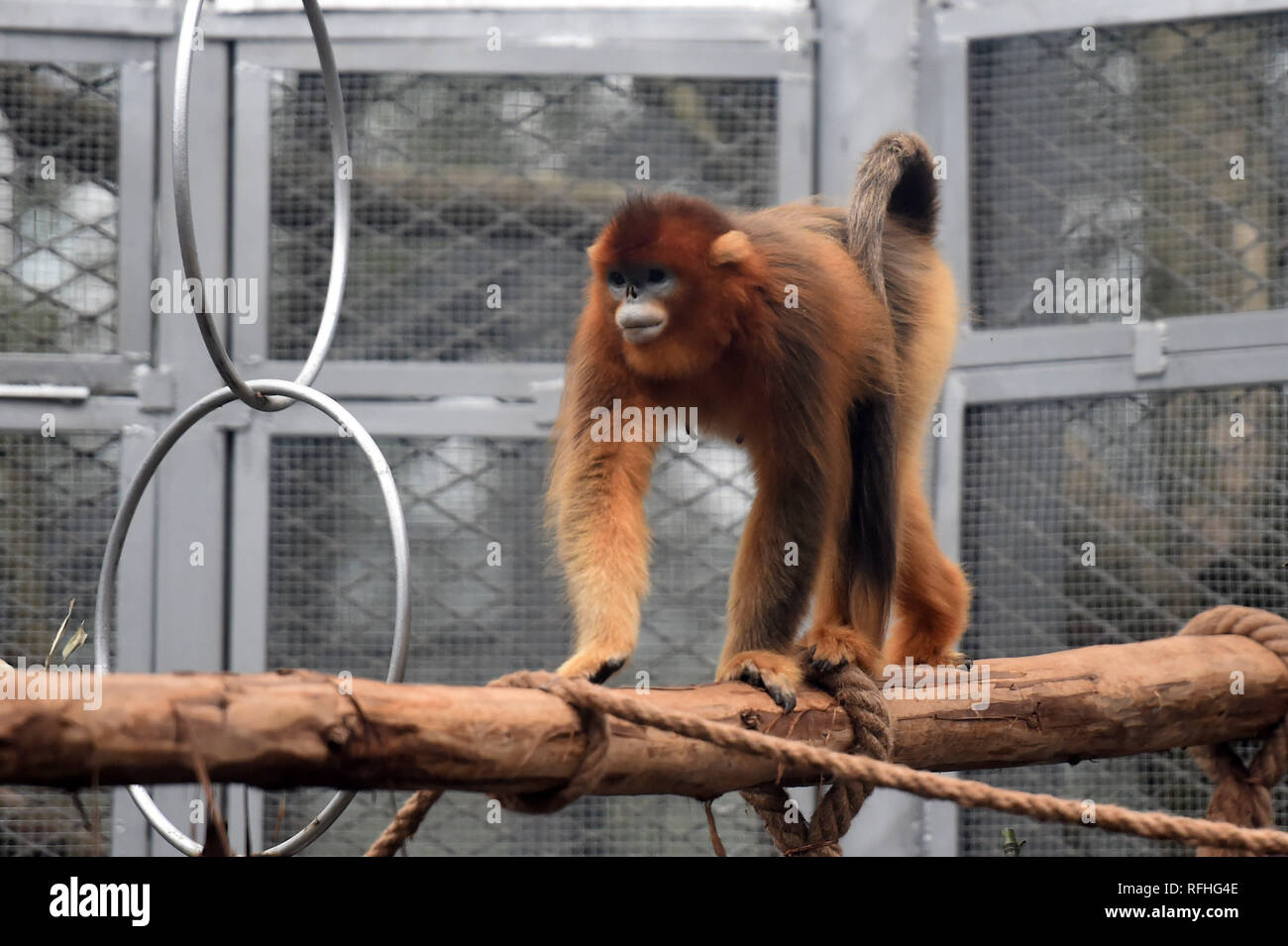 Golden snub nosed monkeys hi-res stock photography and images - Alamy