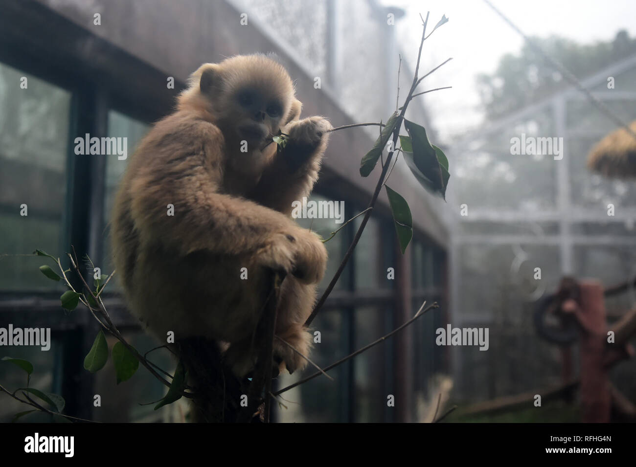 Golden snub nosed monkeys hi-res stock photography and images - Alamy