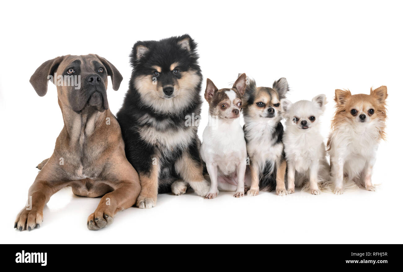 group of dogs in front of white background Stock Photo - Alamy