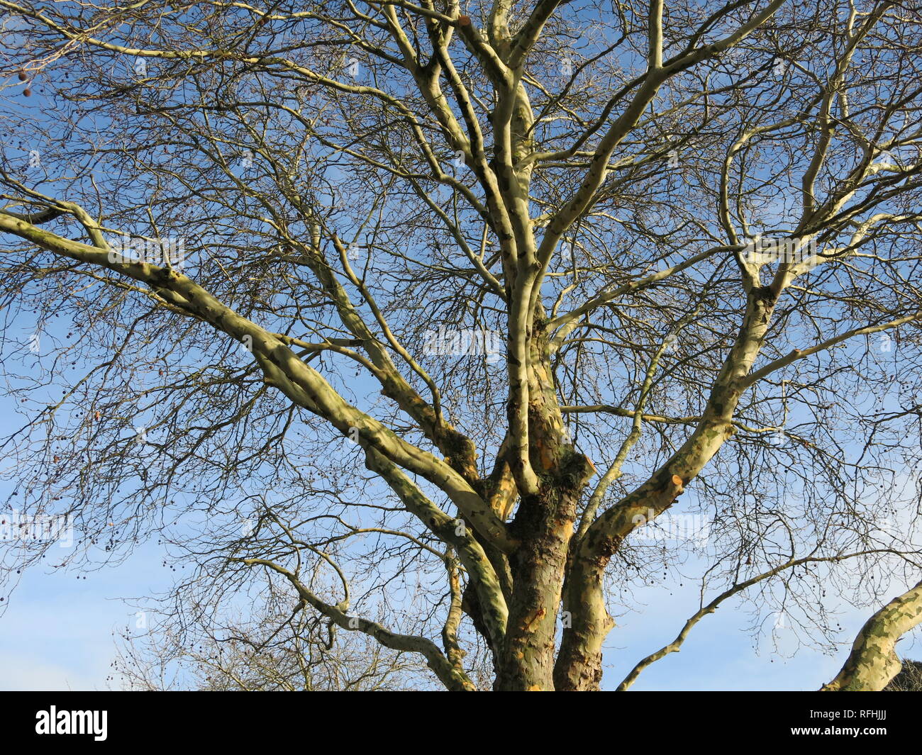 Winter Tree Branches Without Leaves High Resolution Stock Photography ...