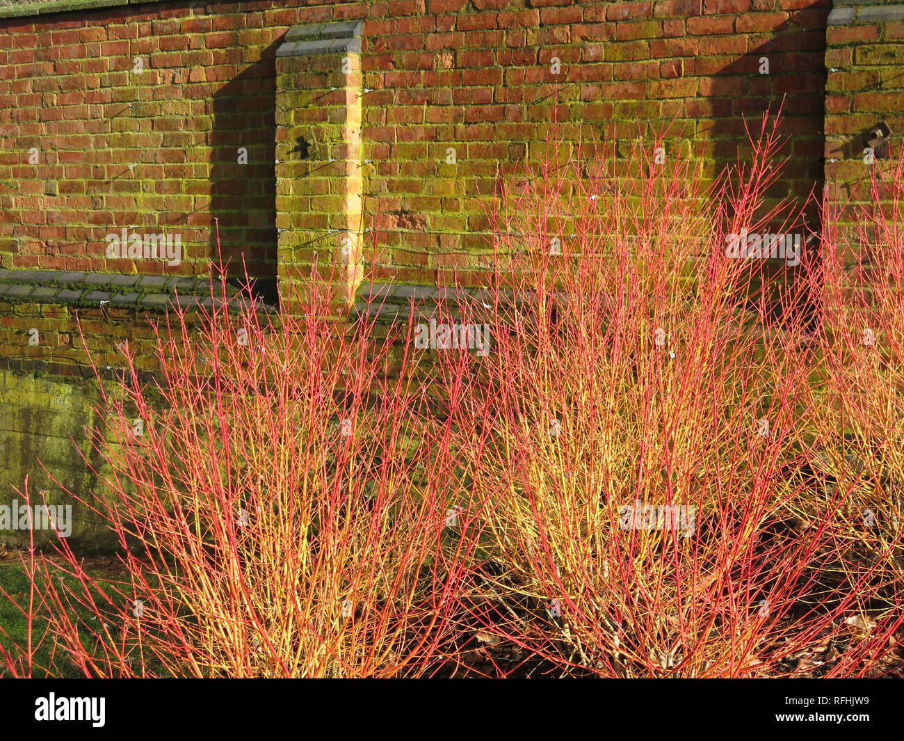The fiery red stems of Cornus (dogwood) glow in the winter sunlight ...