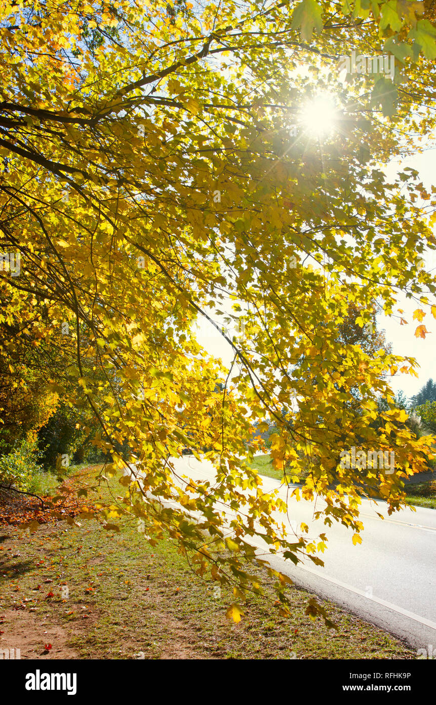 Spectacular Autumn Foliage Stock Photo - Alamy