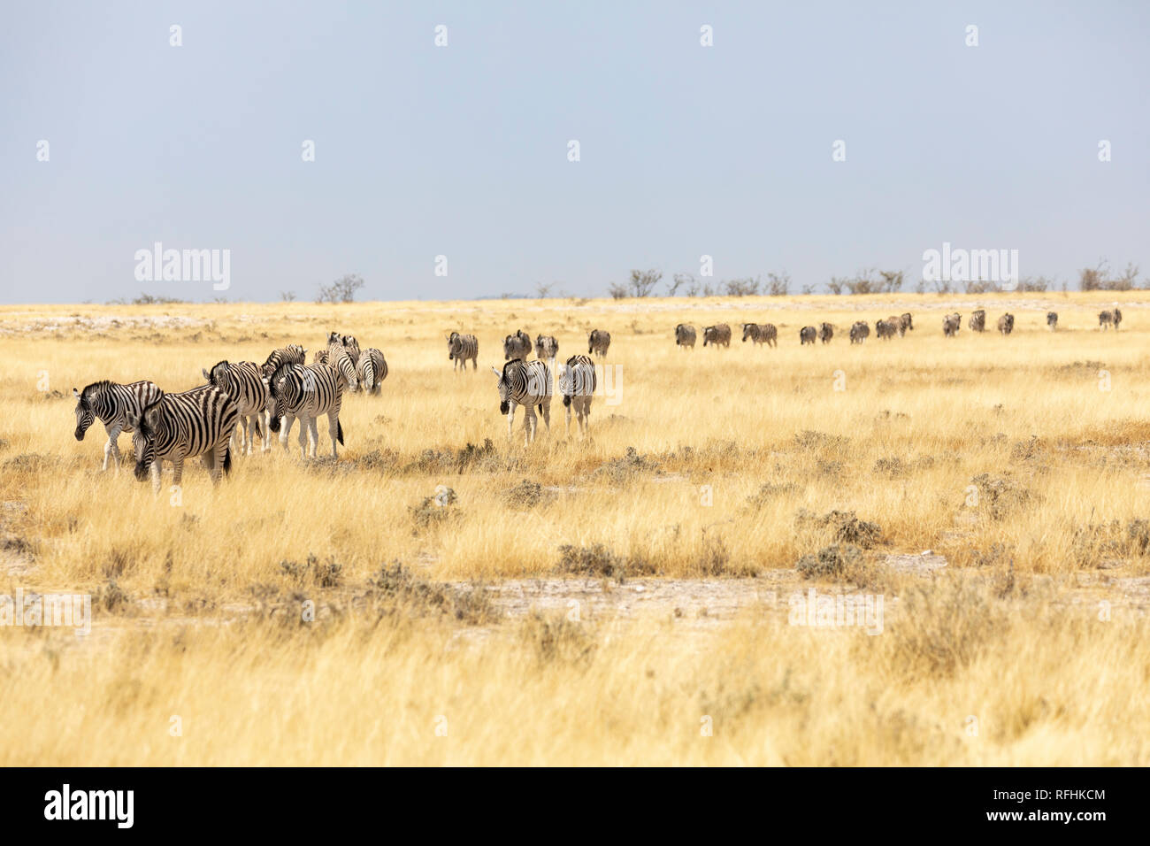 Savannah zebra migration hi-res stock photography and images - Alamy