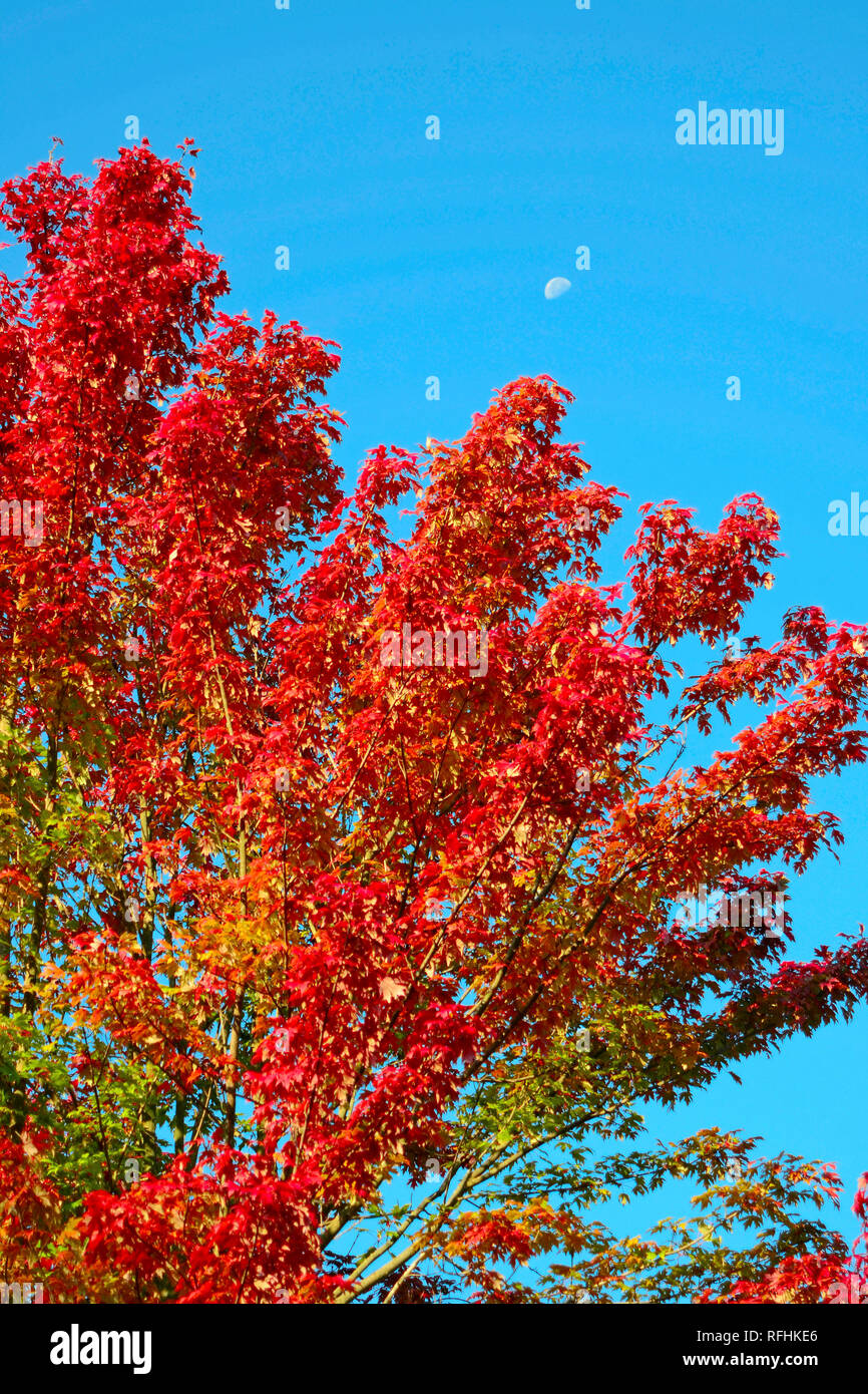 Spectacular Autumn Foliage Stock Photo - Alamy