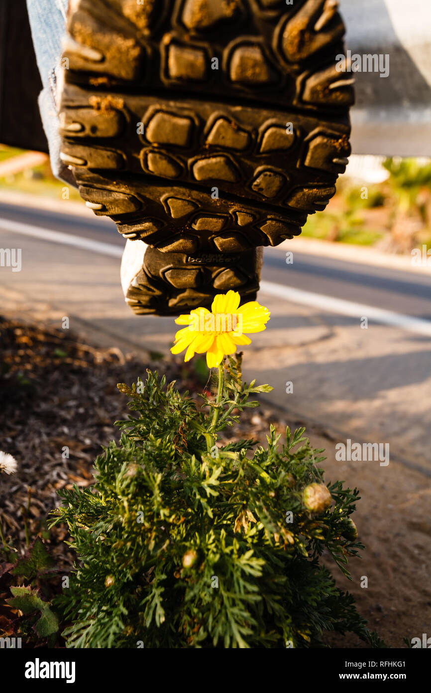 Sole flowers hi-res stock photography and images - Alamy