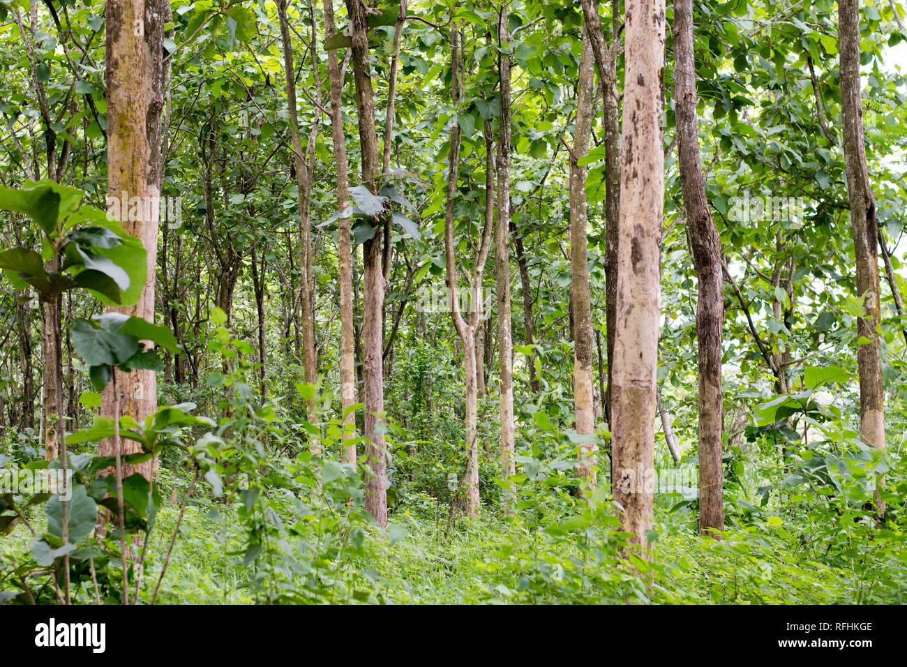 Teak is a tropical hardwood tree species placed in the flowering plant ...