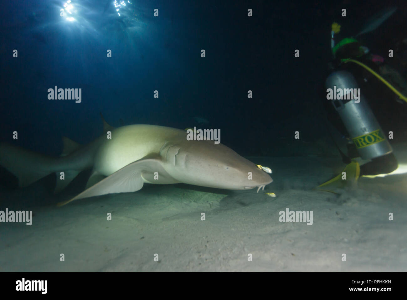 Nurse shark night dive hi-res stock photography and images - Alamy