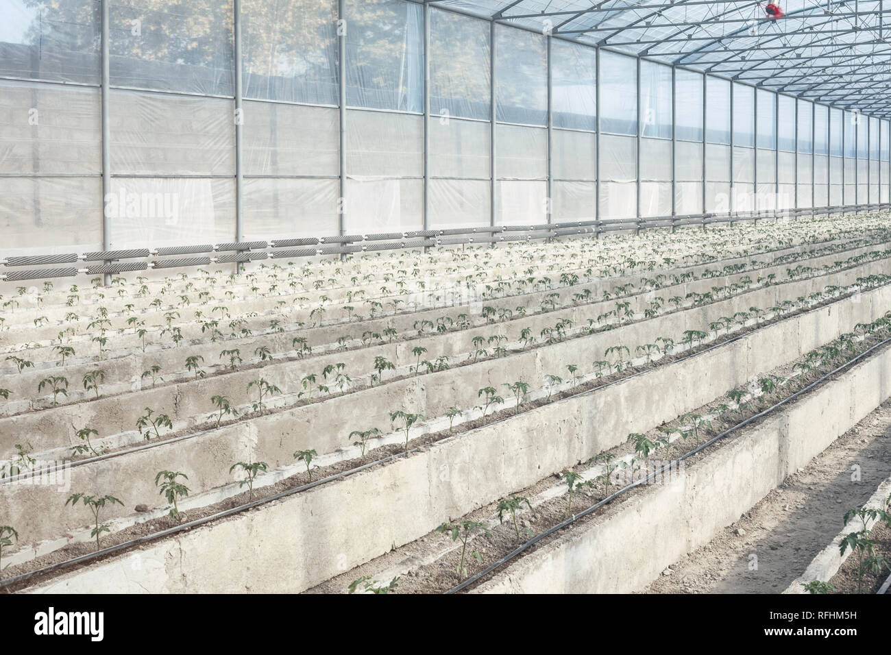Rows of young tomato plants in a greenhouse. Agriculture concept ...