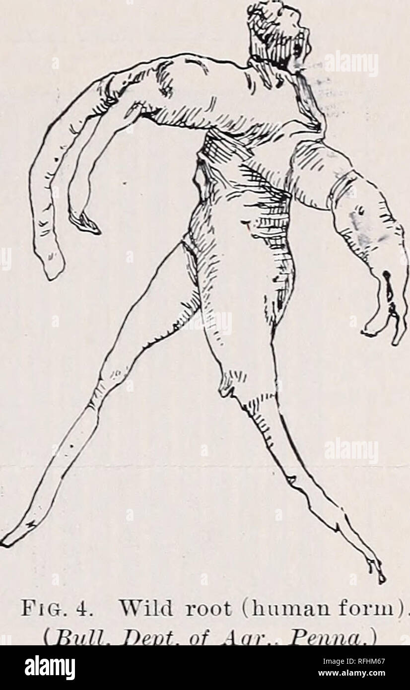 . Some information about the root "sang" or ginseng and cultural ...