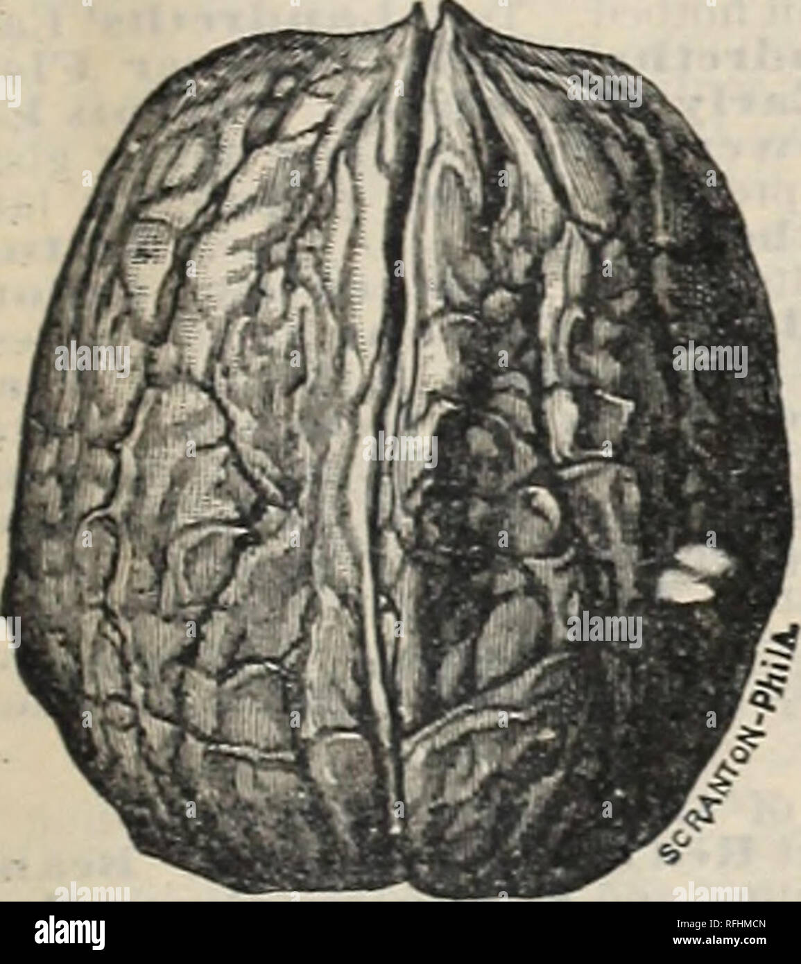 . Landreth seeds Philadelphia : American grown seeds. Nursery stock ...