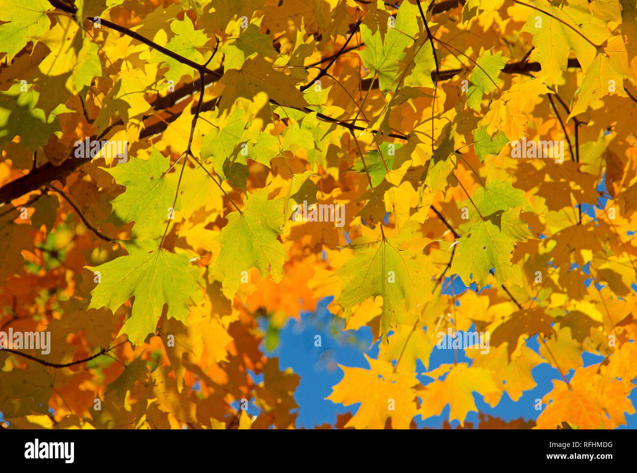 Spectacular Autumn Foliage Stock Photo - Alamy