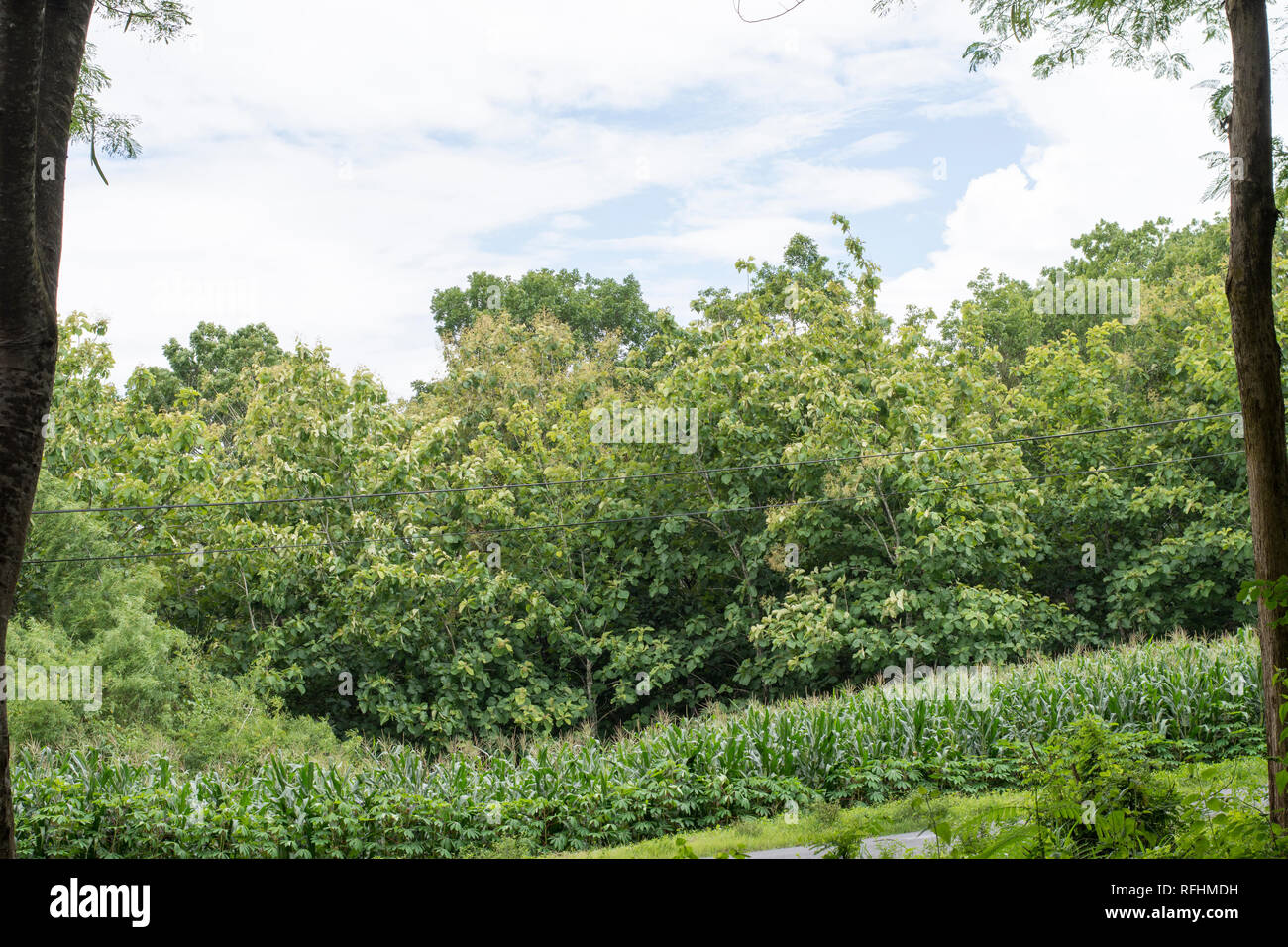 Teak is a tropical hardwood tree species placed in the flowering plant ...