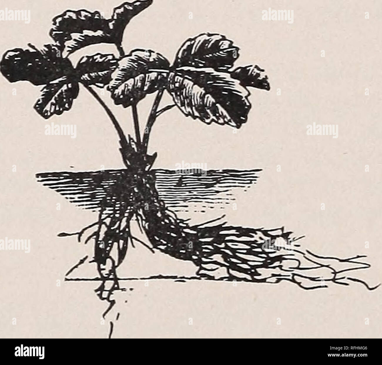 Setting down roots hi-res stock photography and images - Alamy