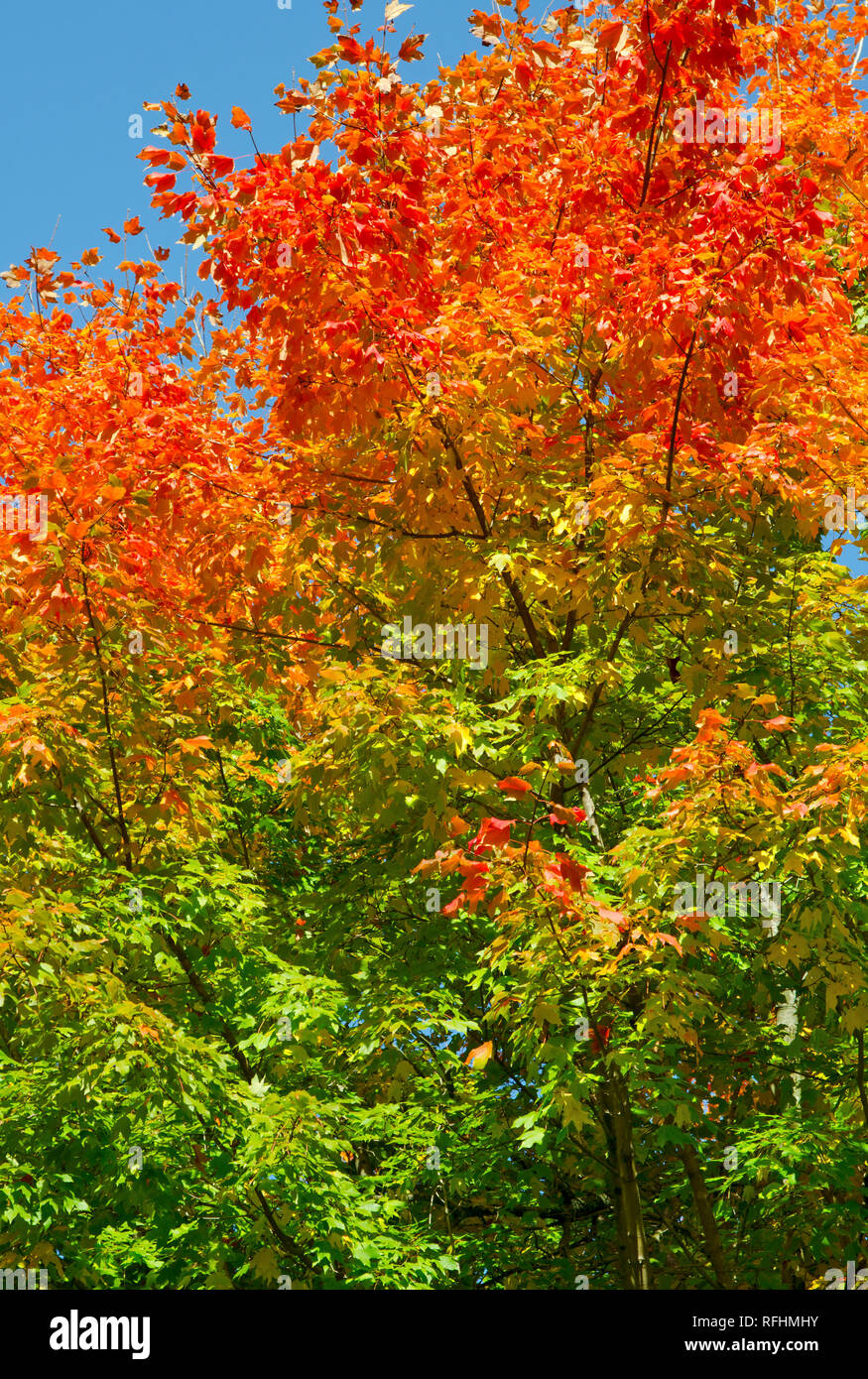 Spectacular Autumn Foliage Stock Photo - Alamy