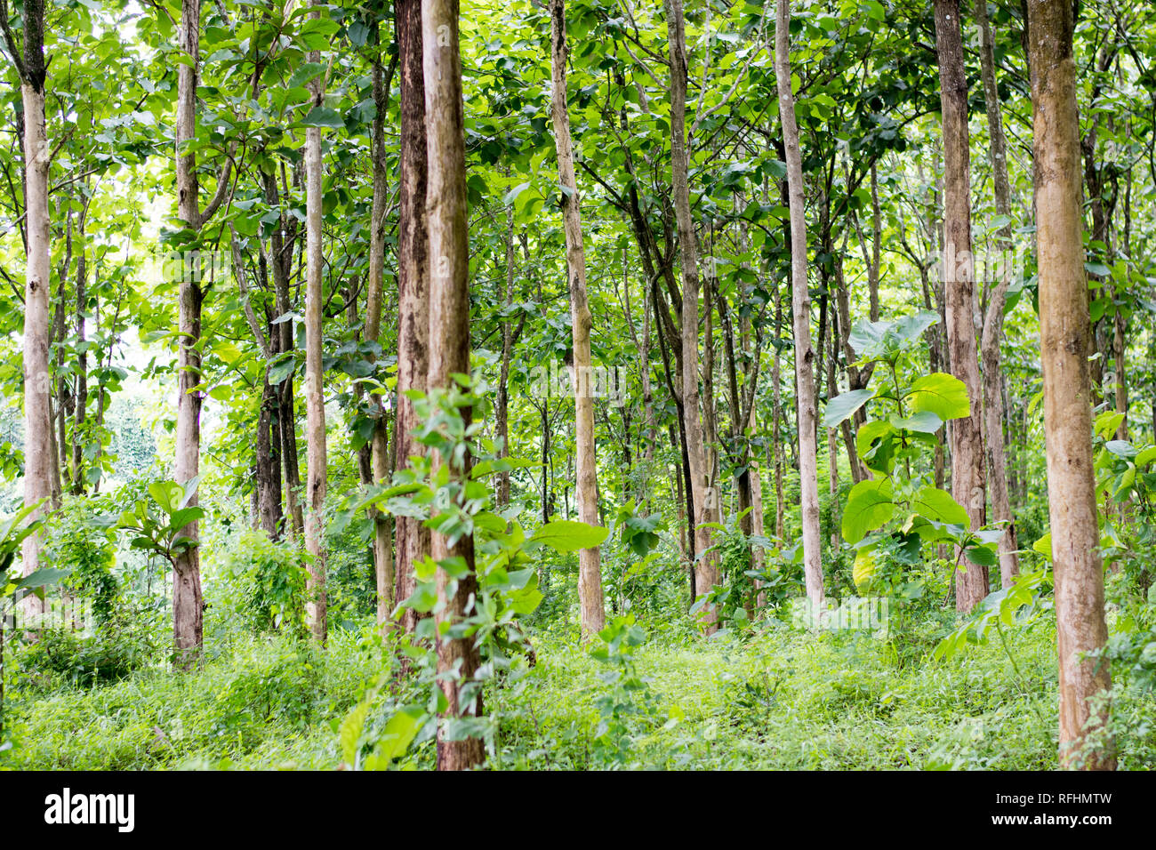 Teak is a tropical hardwood tree species placed in the flowering plant ...